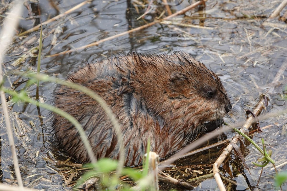 Muskrats and Water Damage: Signs You Shouldn’t Ignore - Wildlife ...